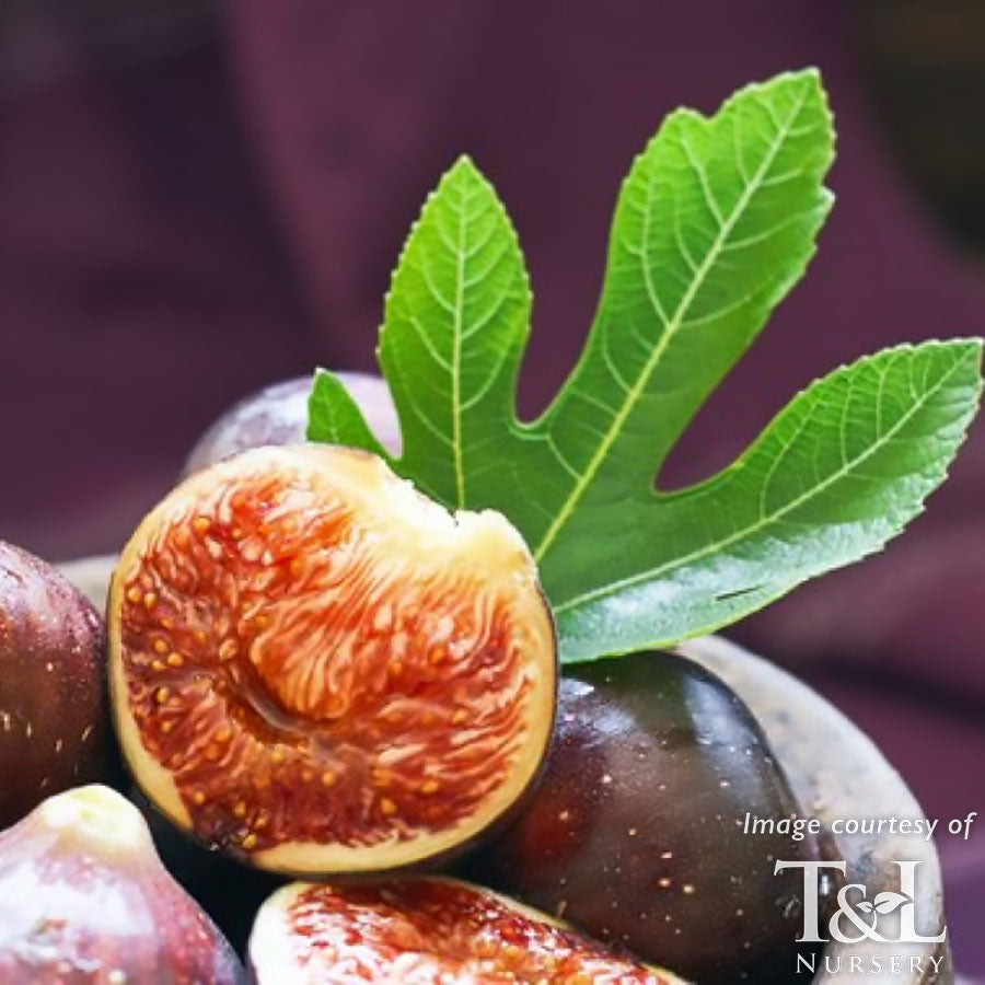 Fig Little Ruby 2gal Ficus – Cornell Farm