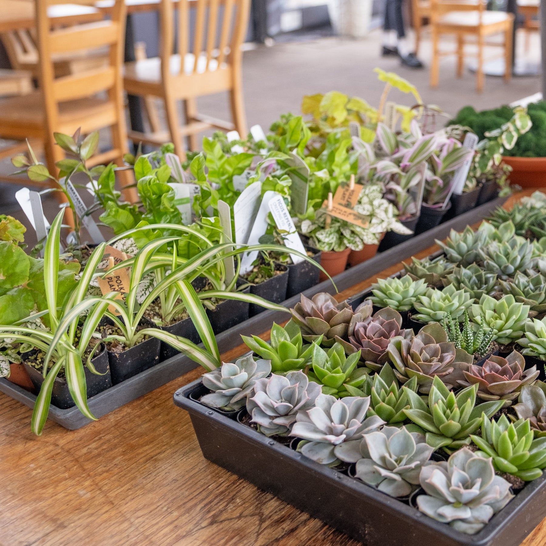 Terrarium "Plant and Sip" Workshop — Feb 28, 2026 at 10am – Cornell Farm