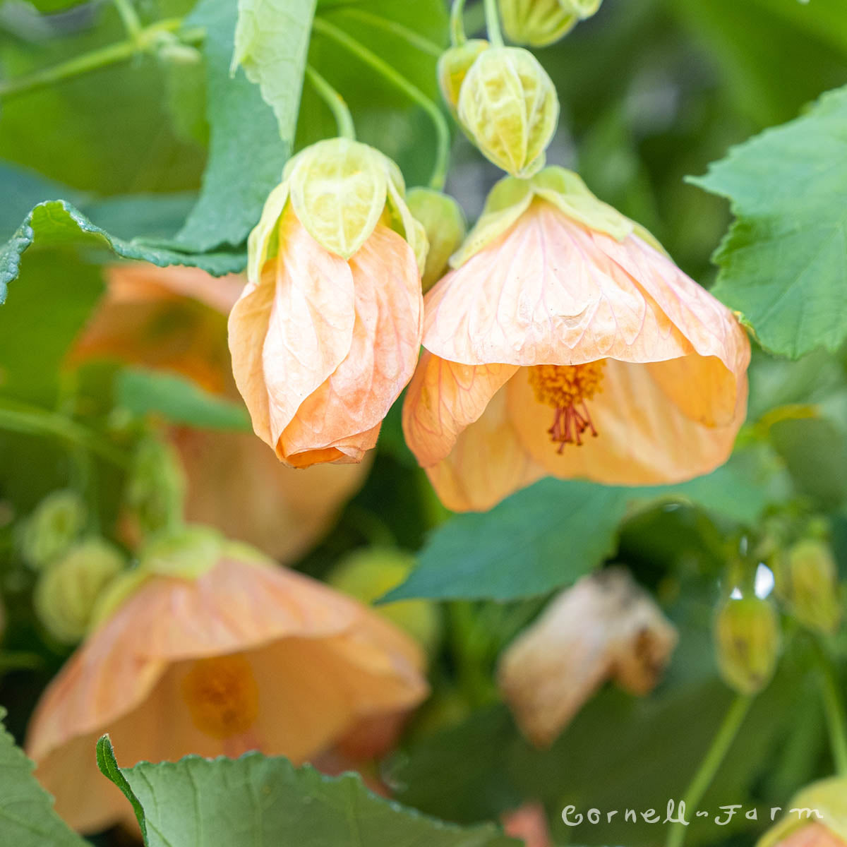 Abutilon Apricot 1gal flowering maple – Cornell Farm