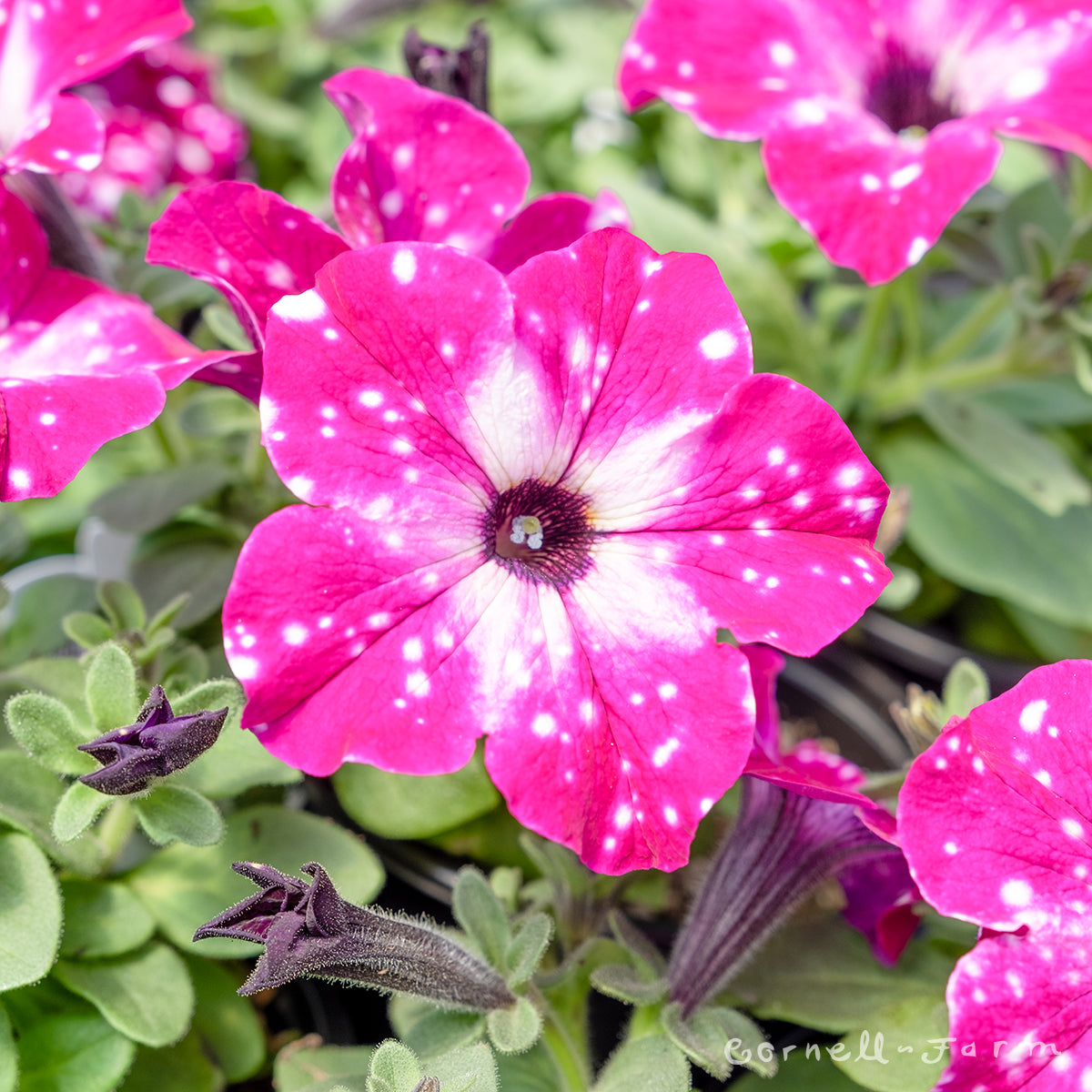 Petunia Enchanted Sky Headliner 4.25in CF – Cornell Farm