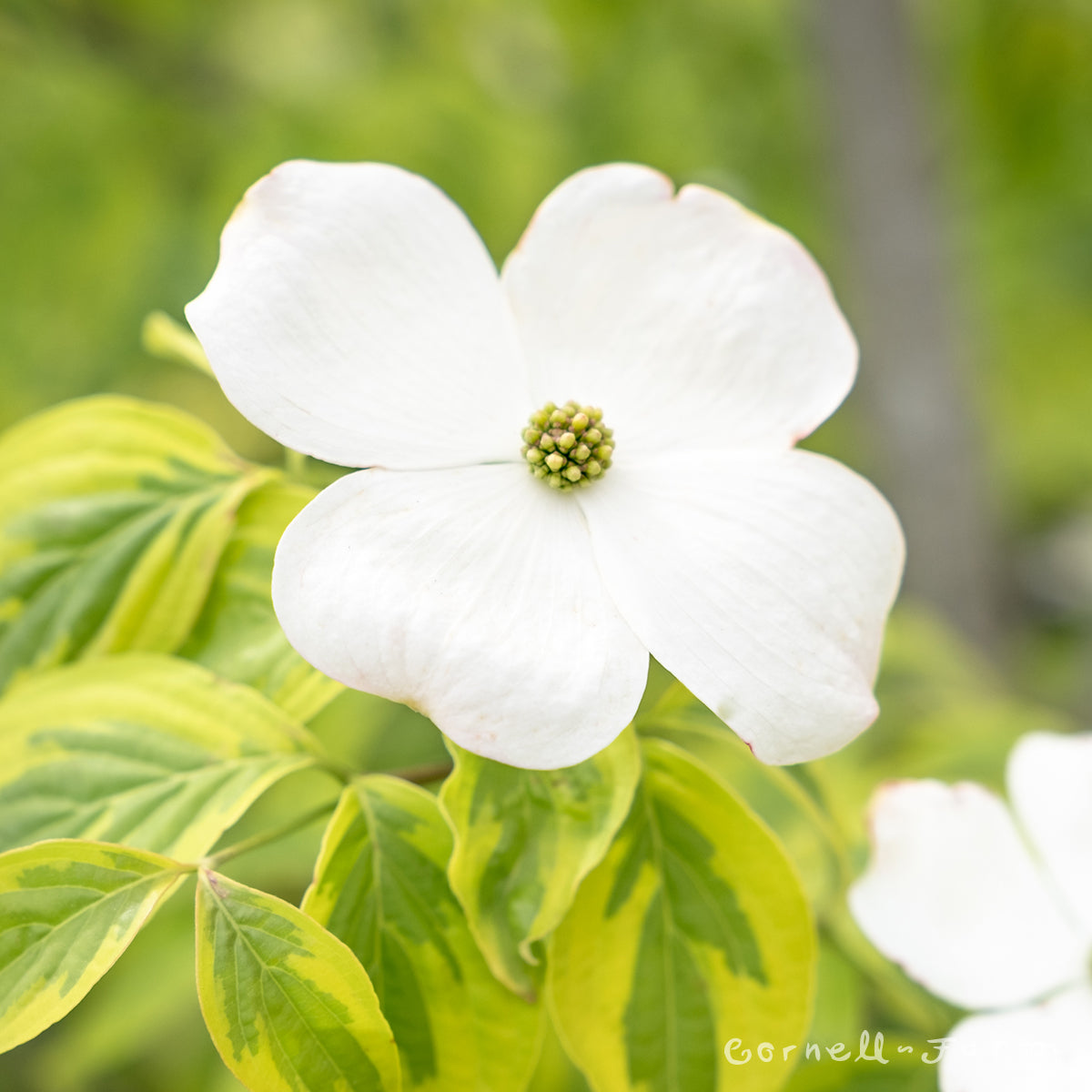 Cornus x rutgersensis Celestial Shadow 1.5in Variegated Dogwood tree ...