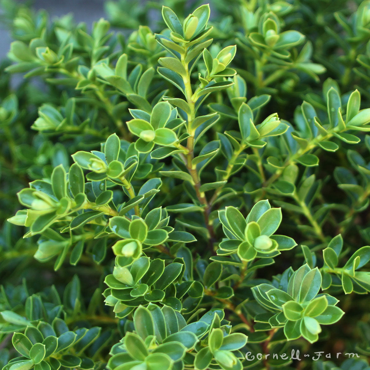 Hebe buxifolia Qrt. – Cornell Farm