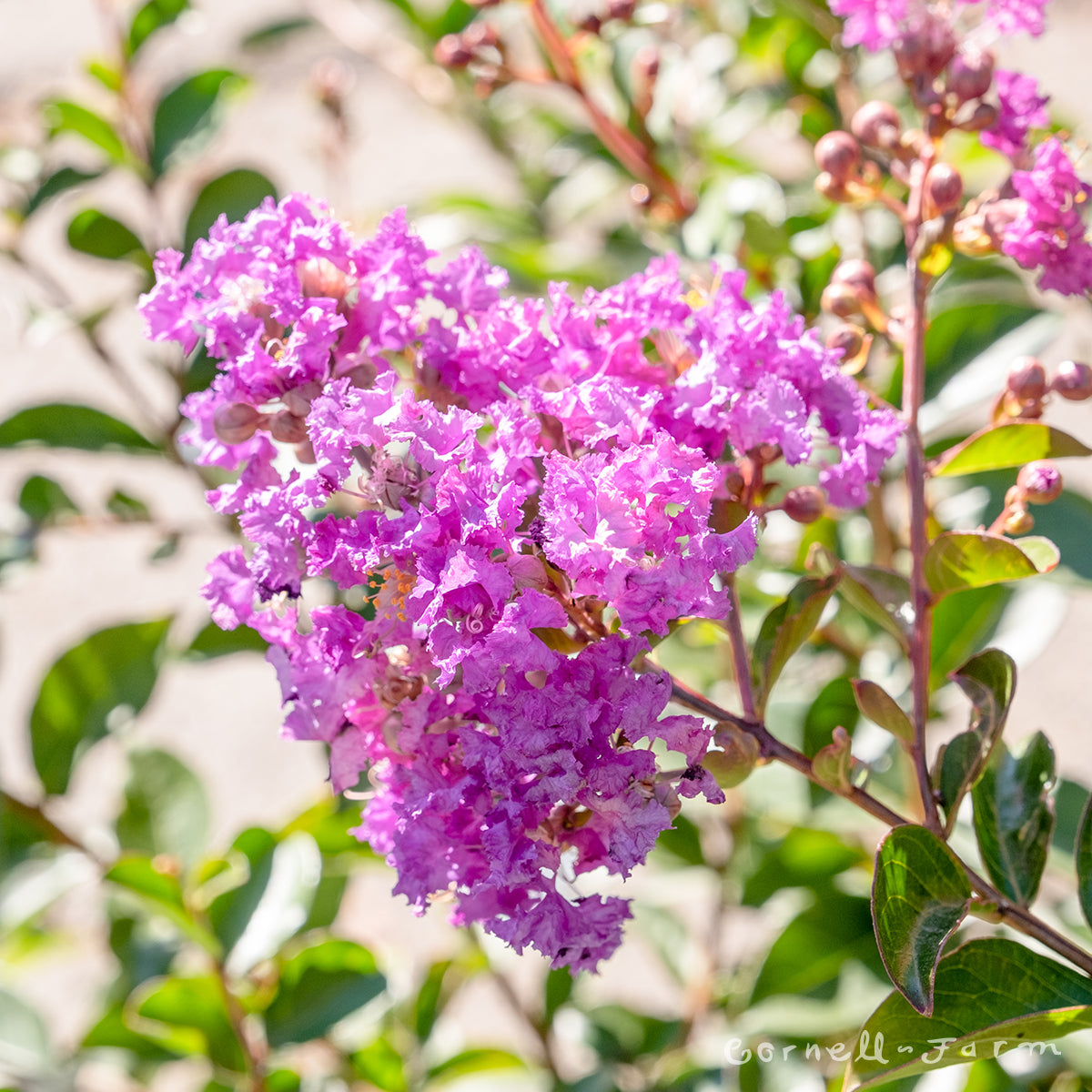 Lagerstroemia Bellini Grape 3gal Dwarf Crape Myrtle Shrub Form ...