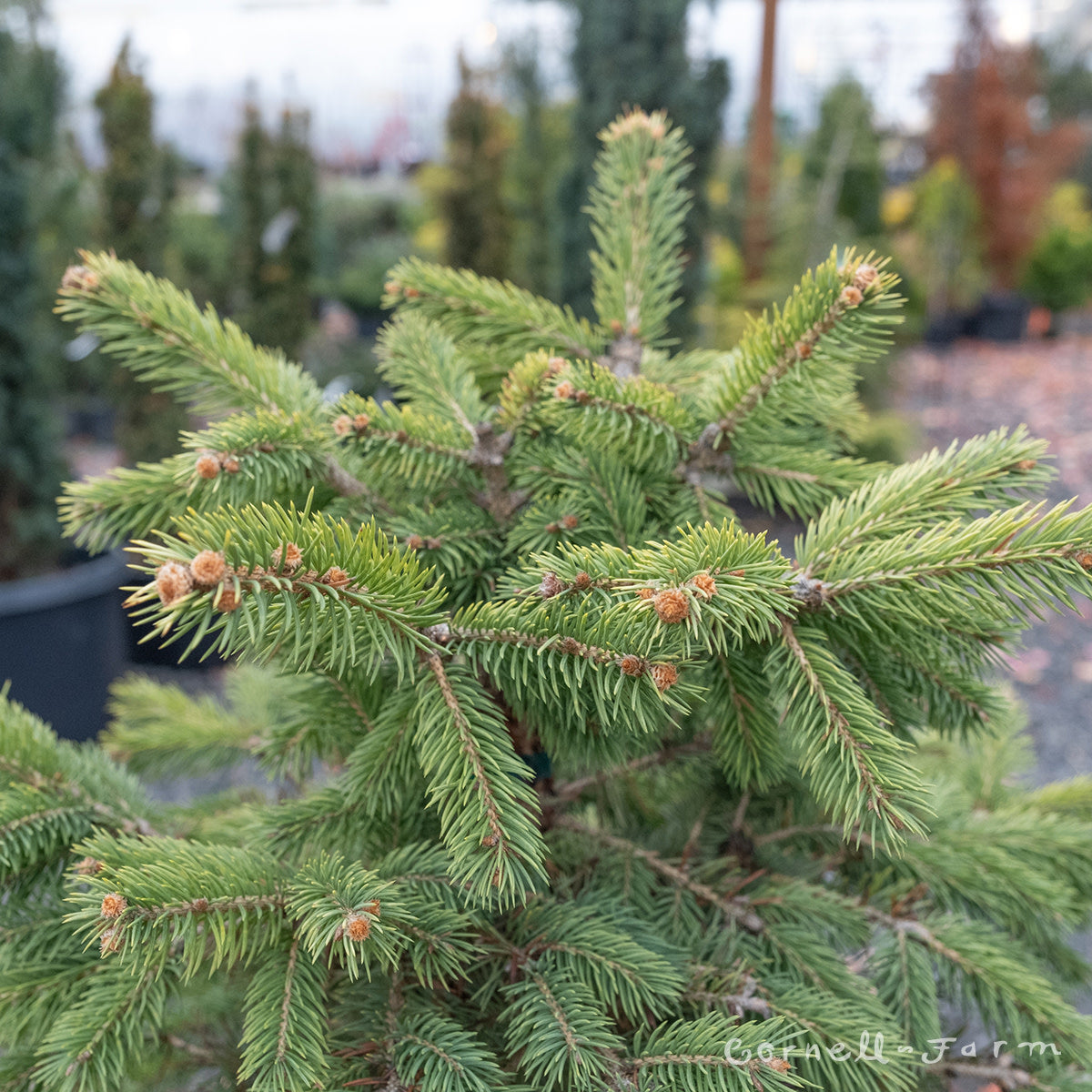 Picea pungens Lantern Fire 6gal 18-24in Colorado Spruce – Cornell Farm