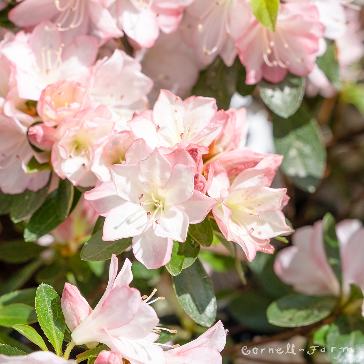 Azalea Peggy Ann 3gal – Cornell Farm