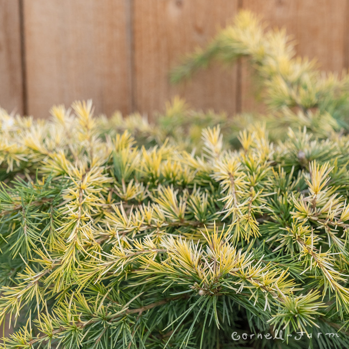 Cedrus d. Feelin Sunny 5gal Dwarf Deodar Cedar – Cornell Farm