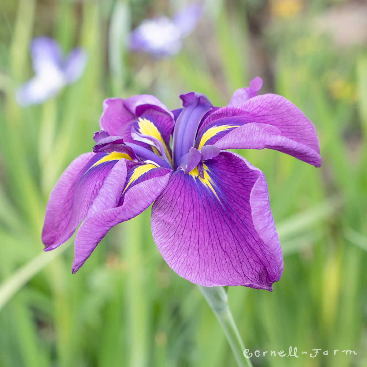 Iris ensata Royal Robes 1 gal. CF – Cornell Farm
