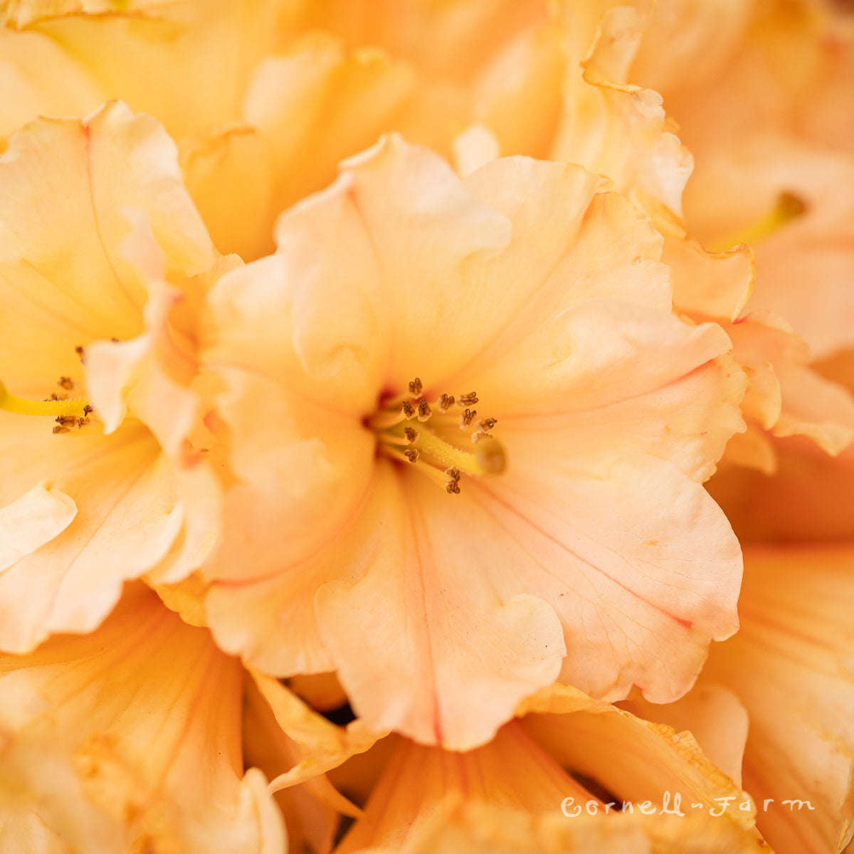 Rhododendron Wild Ginger 1gal – Cornell Farm
