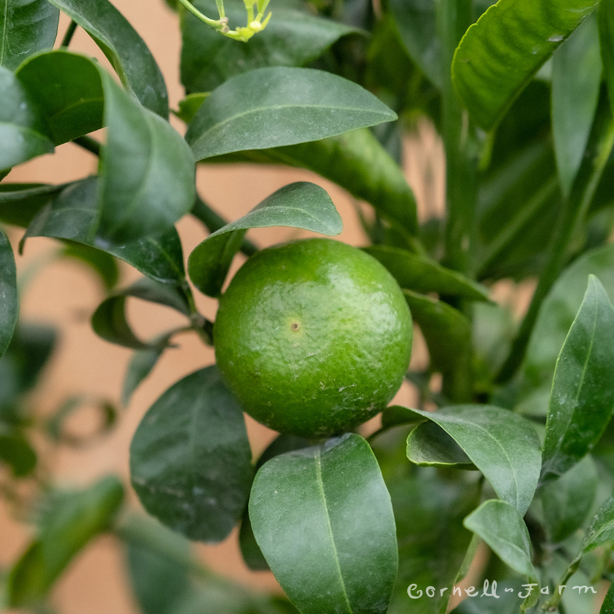 Citrus Mandarin Tango 5gal – Cornell Farm