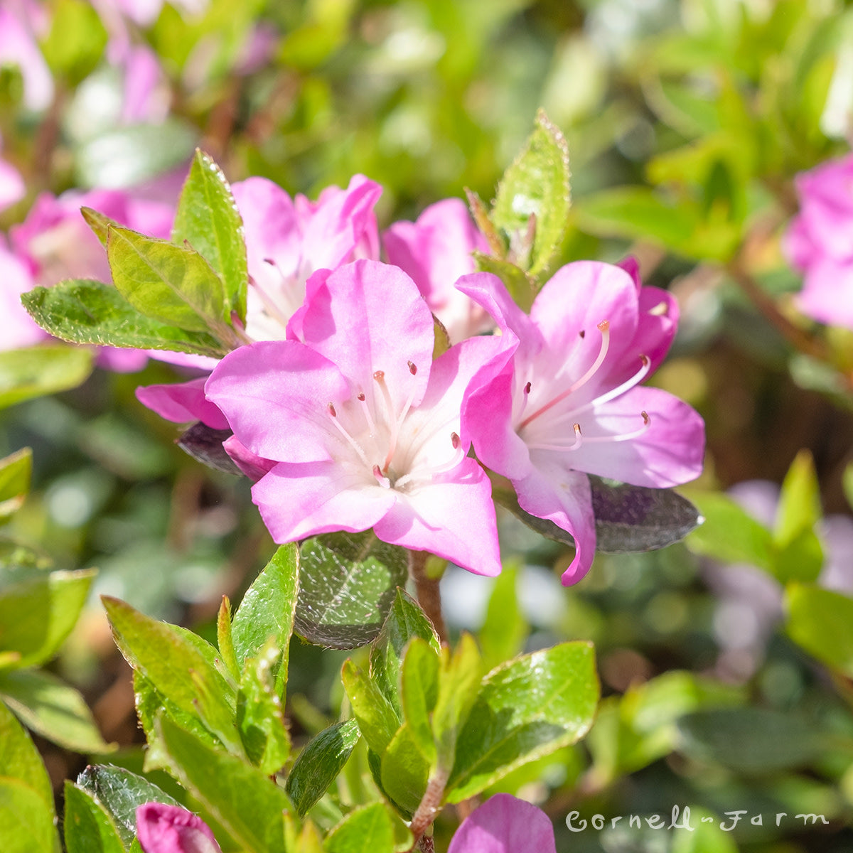 Rhododendron kiusianum Magetsu 2gal – Cornell Farm