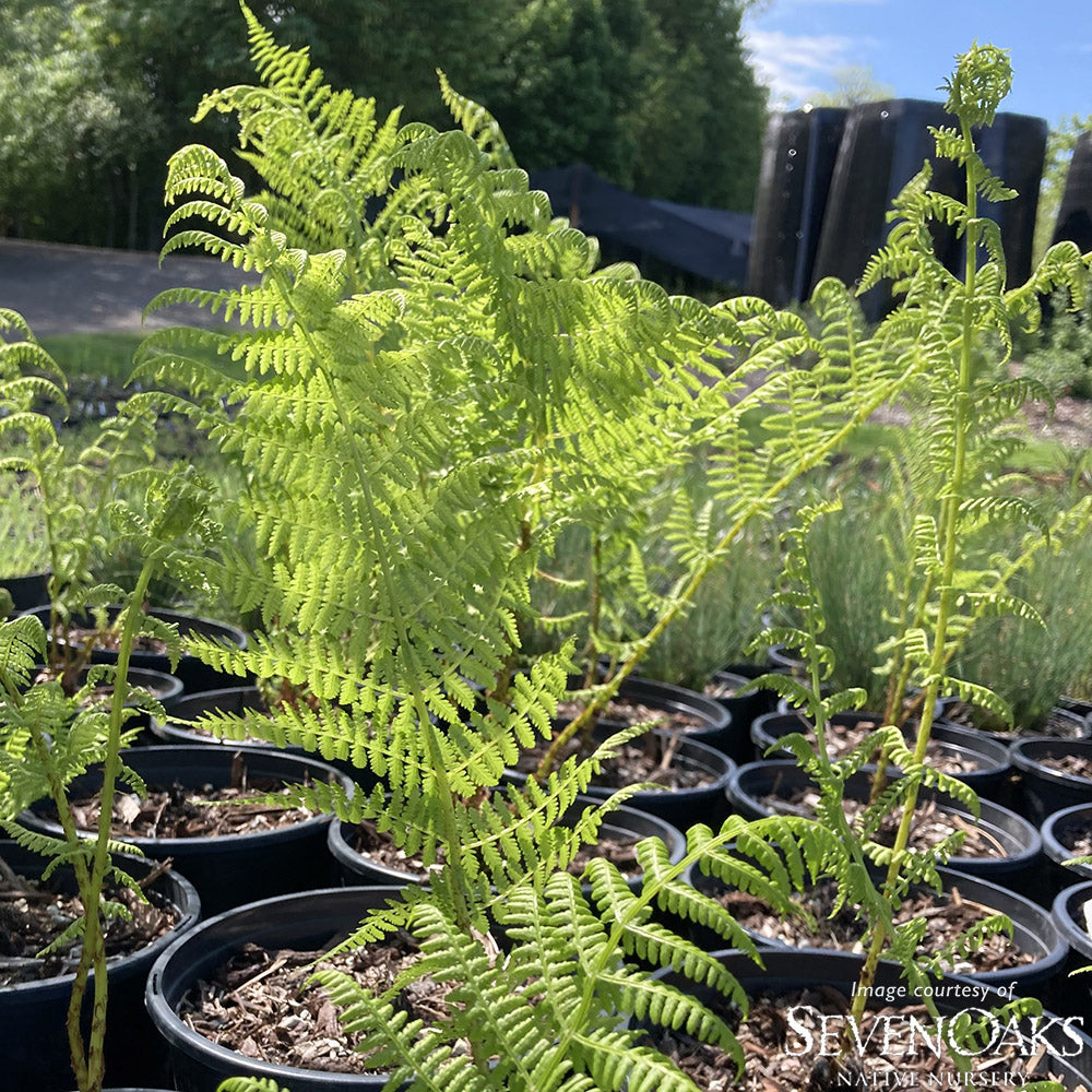 Athyrium felix-femina 2gal Lady Fern – Cornell Farm