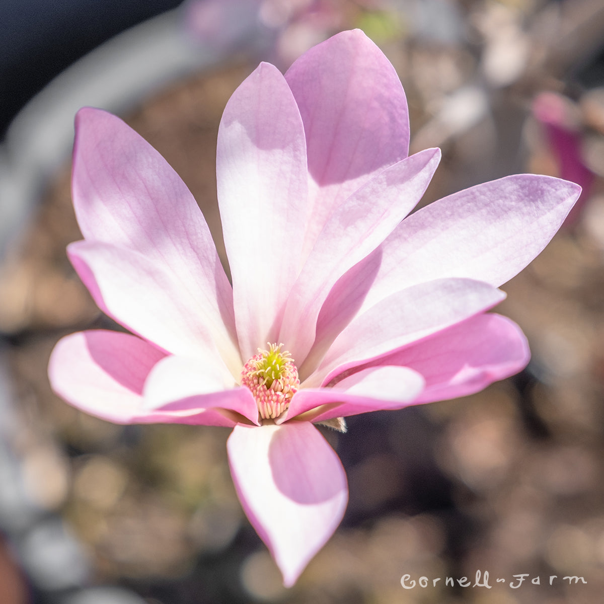 Magnolia x. Ann 7gal Multi Stem – Cornell Farm