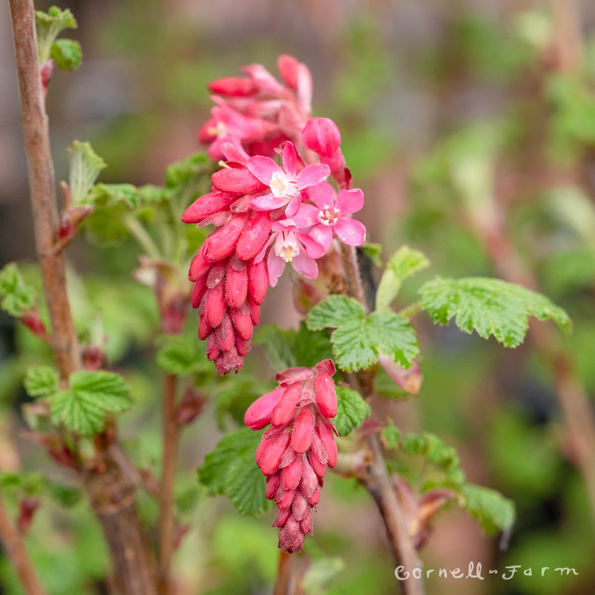 Ribes sanguineum King Edward VII 1 gal Red Flowering Currant – Cornell Farm