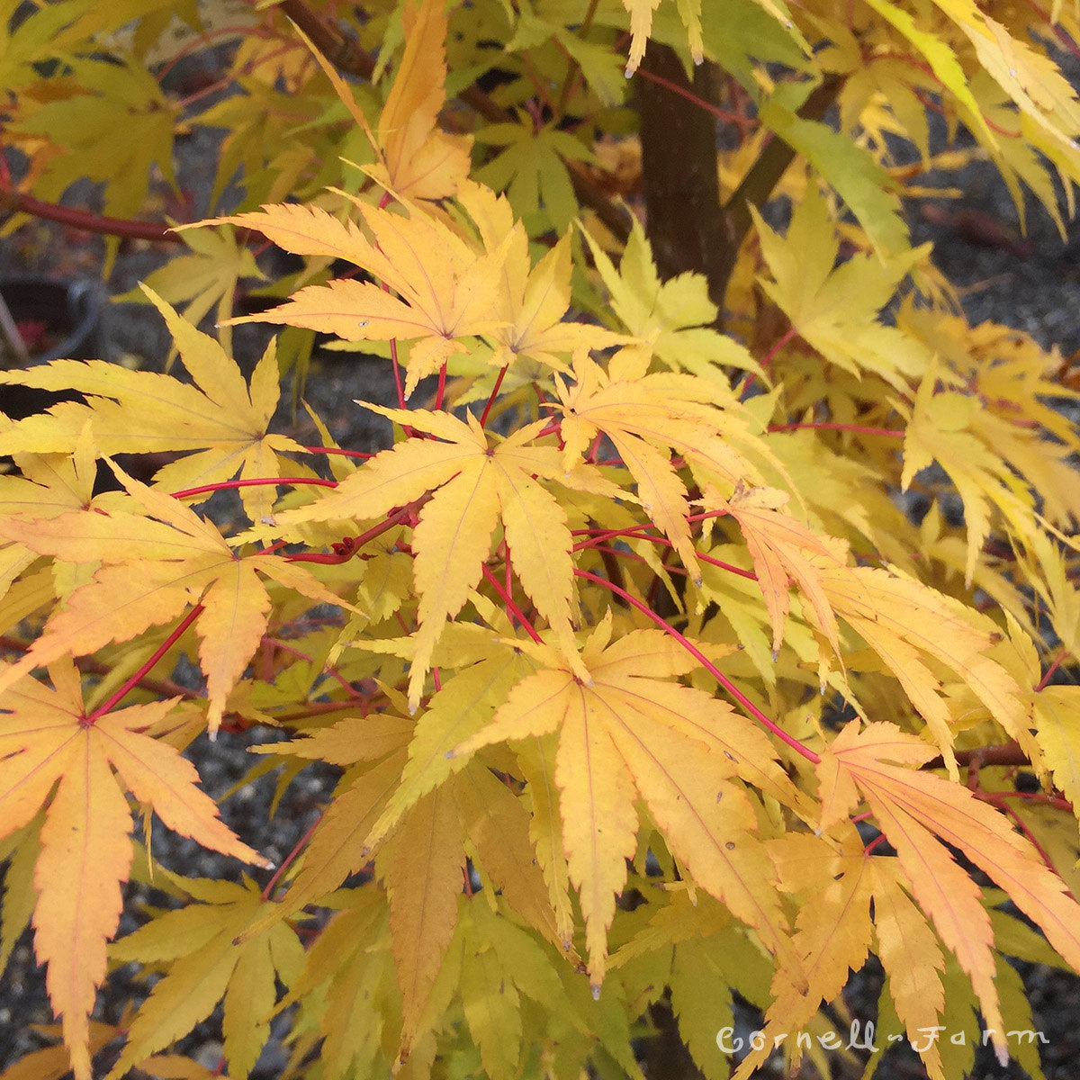 Acer p. Sangokaku 6gal Multi-stem Coral bark Japanese Maple – Cornell Farm
