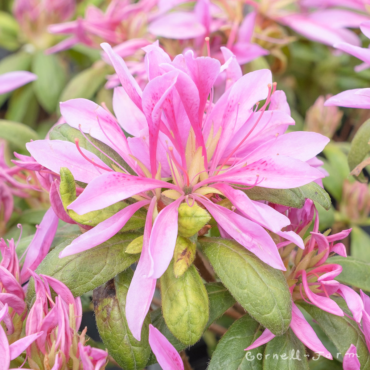 Rhododendron s. Purple Dragon 2gal Spider Azalea – Cornell Farm
