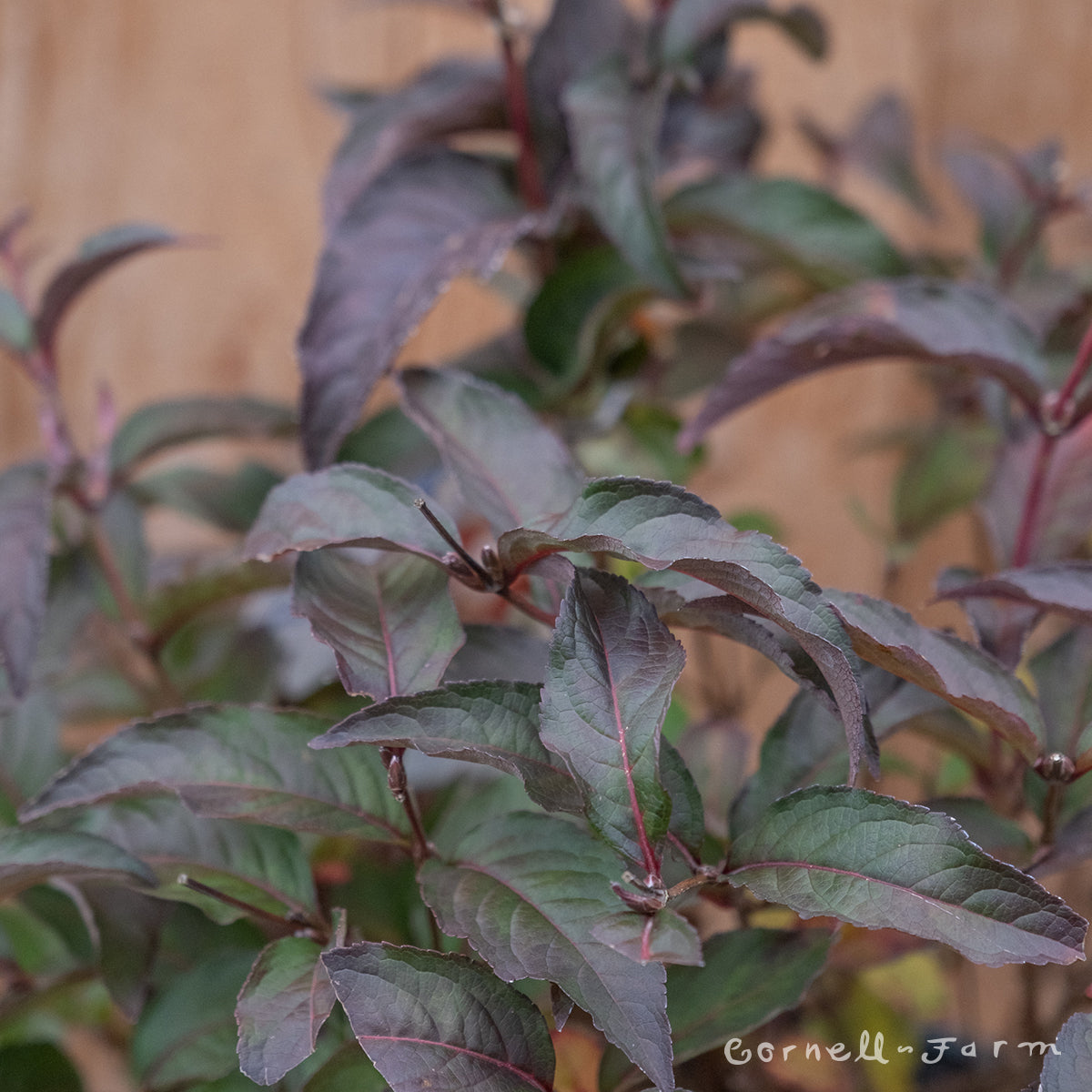 Diervilla Firefly Nightglow 2gal – Cornell Farm