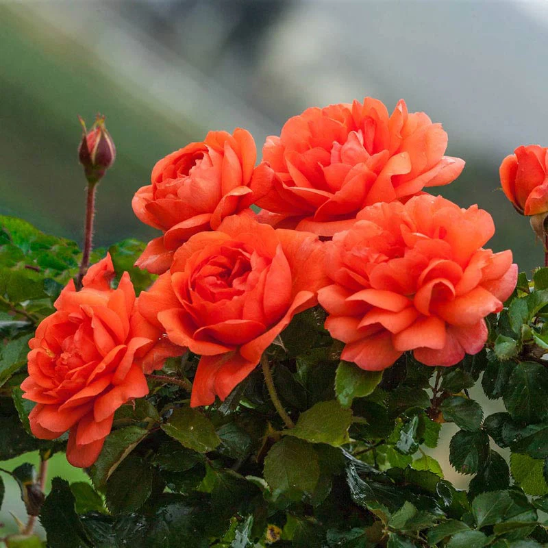 Rose Above All 5gal Climber – Cornell Farm