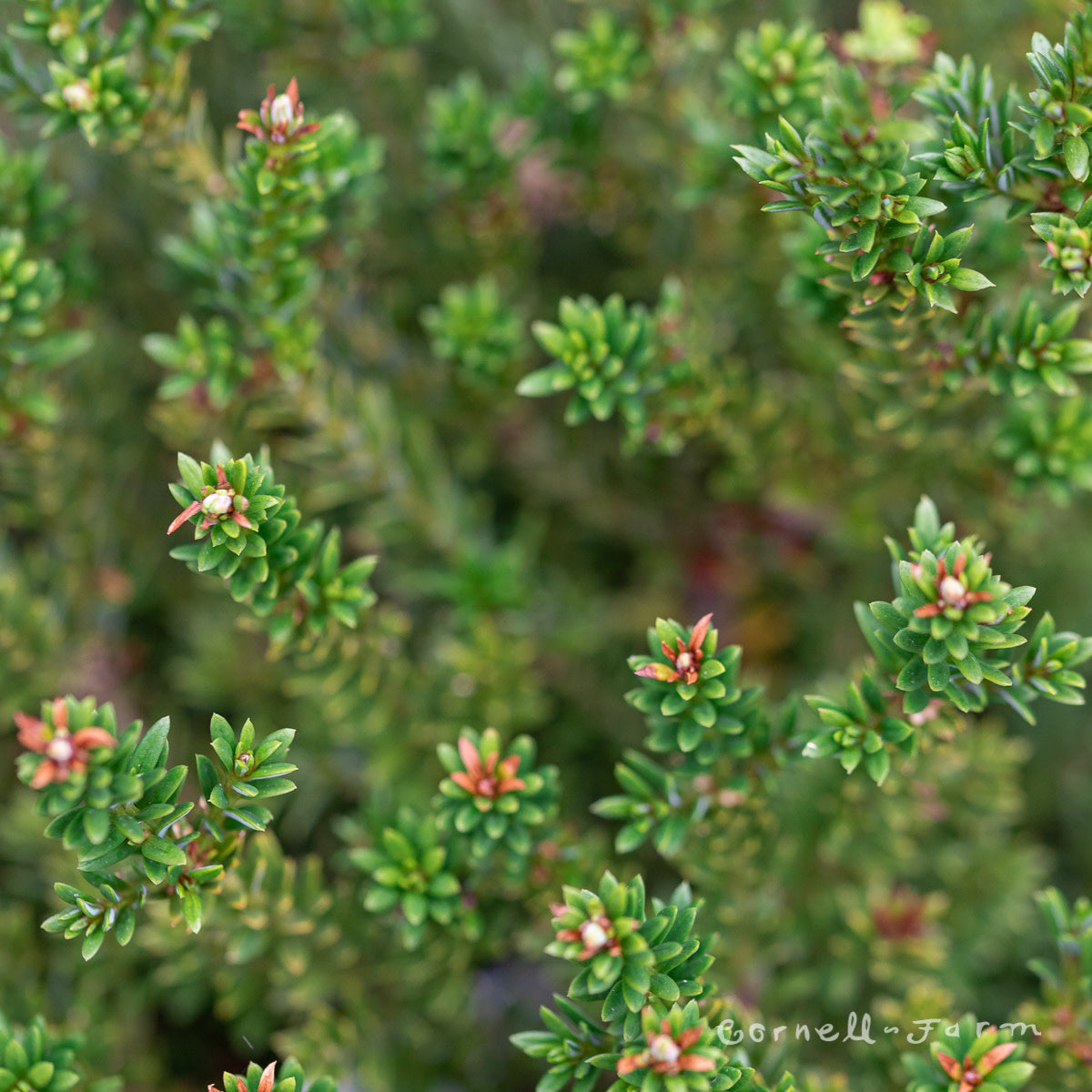 Podocarpus n. Jalako Red 3gal – Cornell Farm