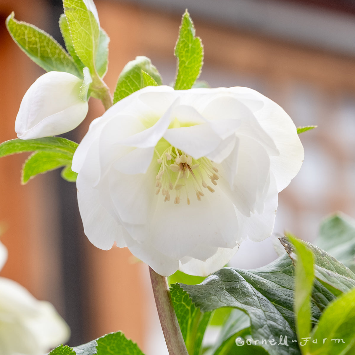 Helleborus Sparkling Diamond 1gal WJ Winter Jewels – Cornell Farm