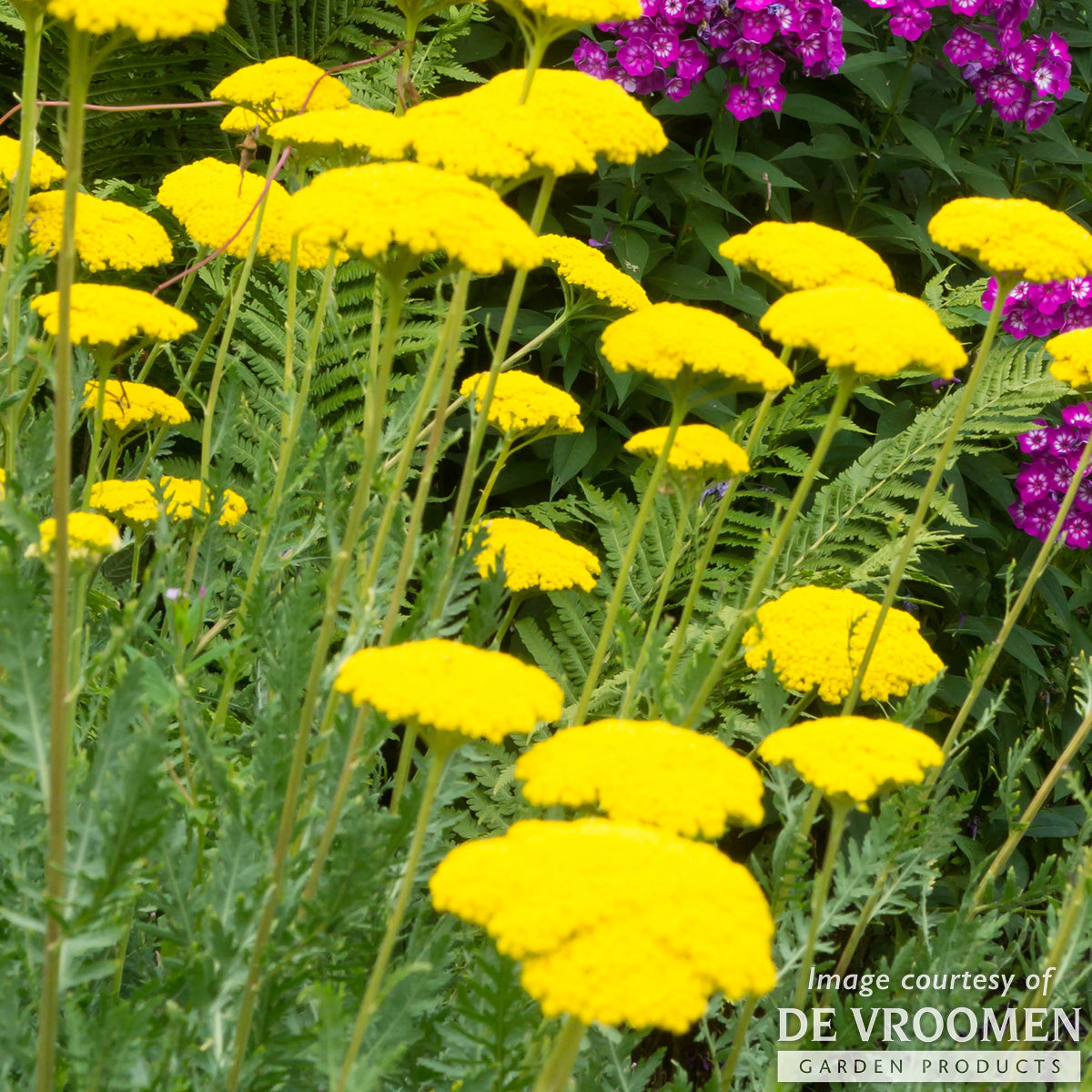 Achillea Coronation Gold 1gal Yarrow CF – Cornell Farm