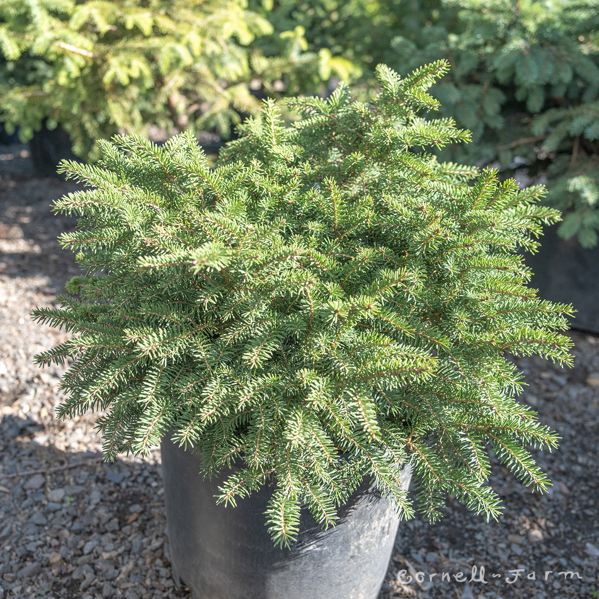 Picea a. nidiformis 5gal Bird's Nest Spruce – Cornell Farm
