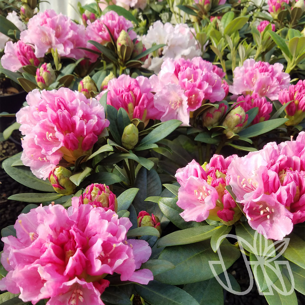 Rhododendron Doc 2gal pink – Cornell Farm
