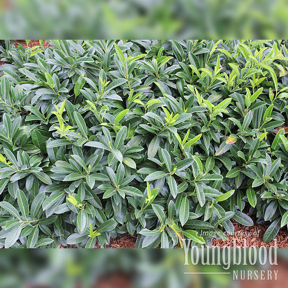 Prunus l. Mt. Vernon 2gal Dwarf English Laurel – Cornell Farm