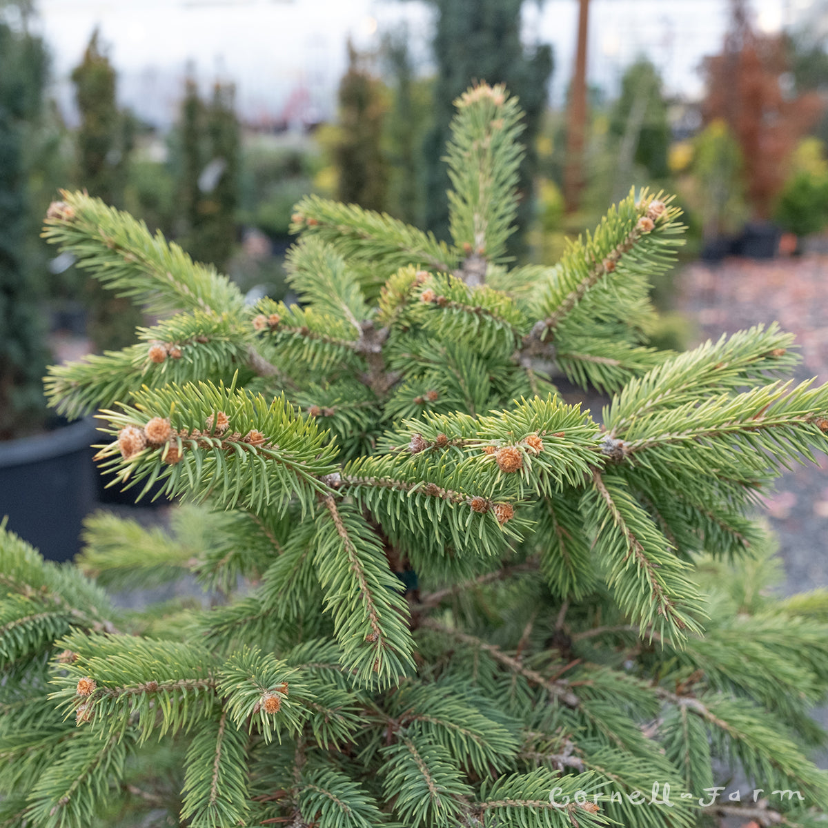 Picea pungens Lantern Fire 6 gal 24-30in Colorado Spruce – Cornell Farm