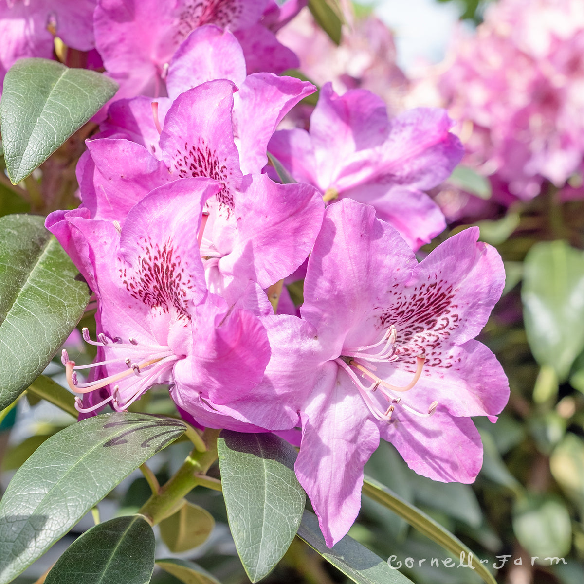 Rhododendron Florence Parks 5gal – Cornell Farm