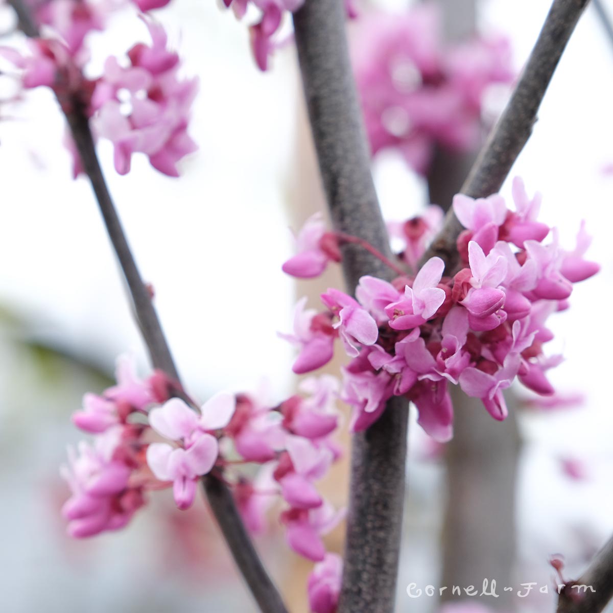 Cercis c. Forest Pansy 15gal 1.25" Redbud – Cornell Farm