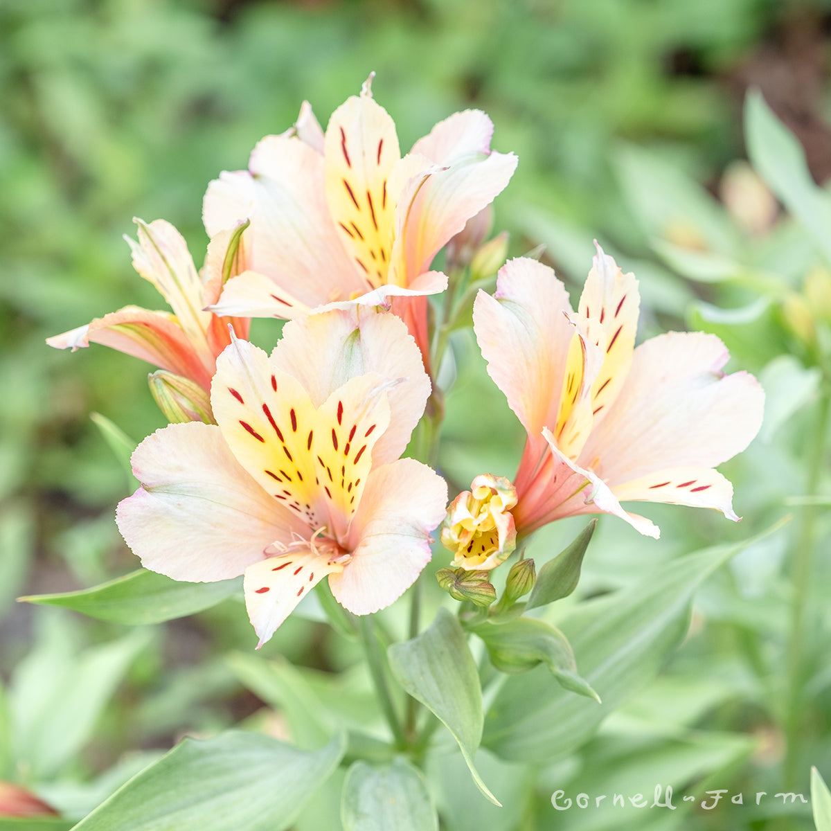Alstroemeria Inca 39husky39 Micro Alstroemeria Apricot Alstroemeria