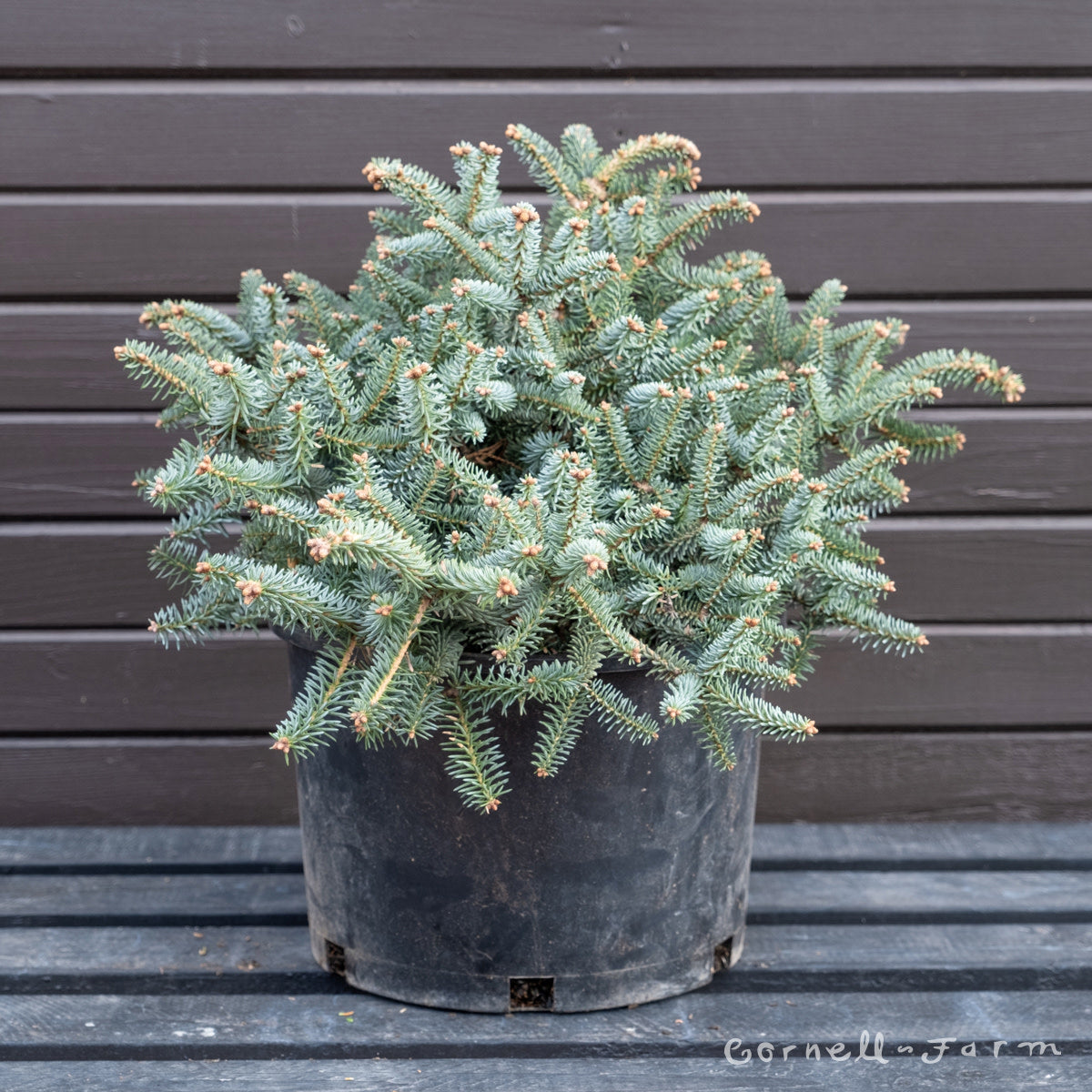 Abies pinsapo Horstmann 1gal dwarf Spanish Fir – Cornell Farm