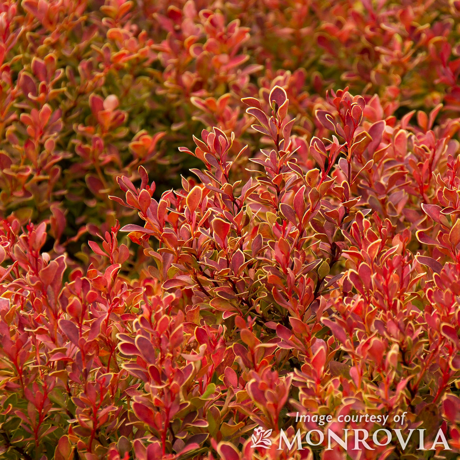 Berberis t. Golden Ruby 2gal Barberry – Cornell Farm