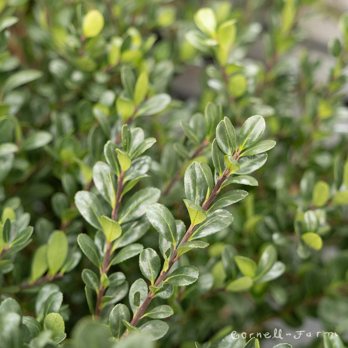 Ilex c. Compacta 5gal Compact Japanese Holly – Cornell Farm
