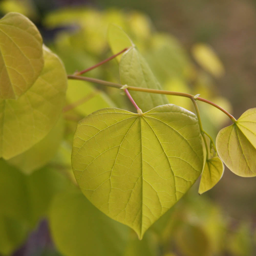 Cercis c. Hearts of Gold 7gal 3/4in Redbud – Cornell Farm