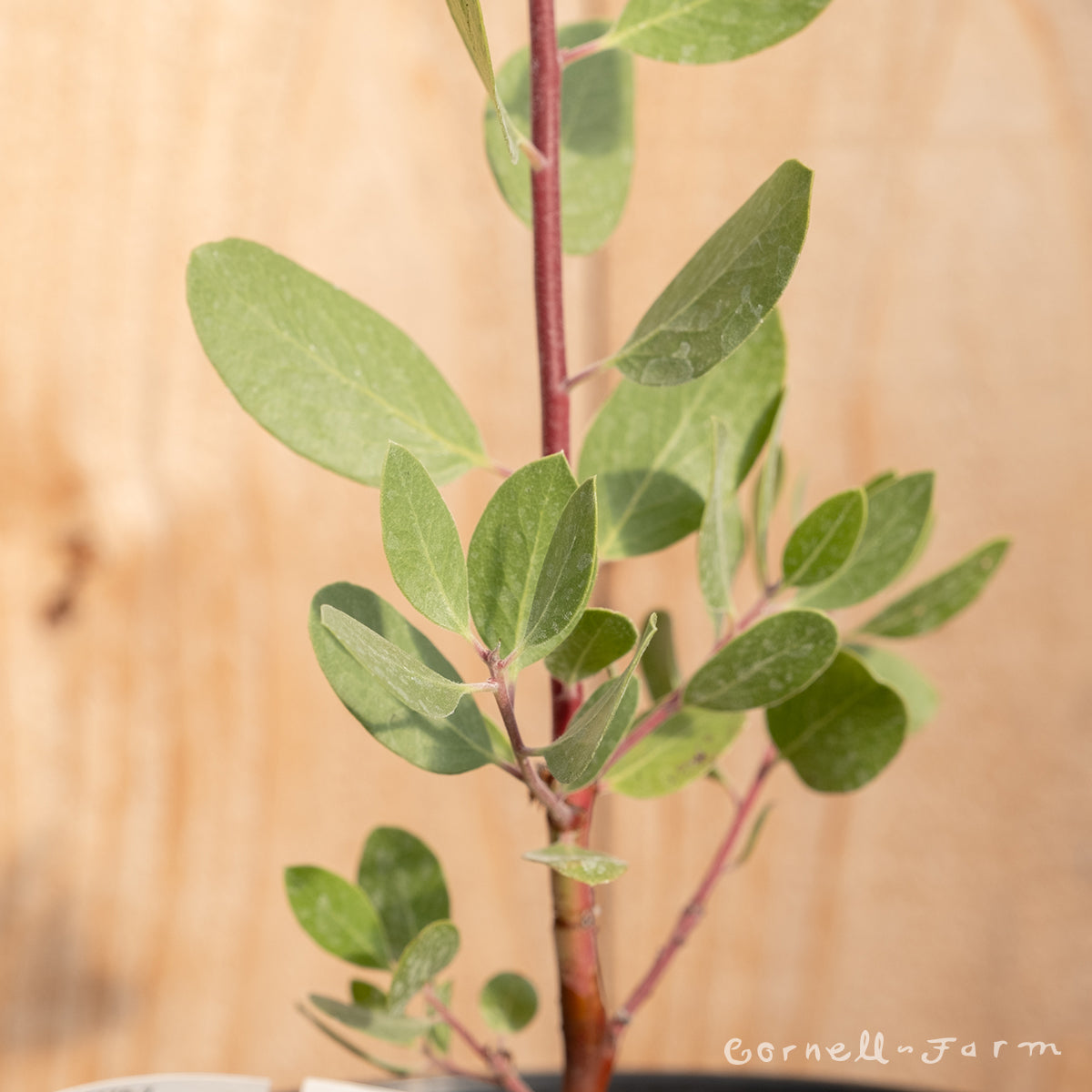 Arctostaphylos x. Austin Griffiths 1gal Manzanita – Cornell Farm