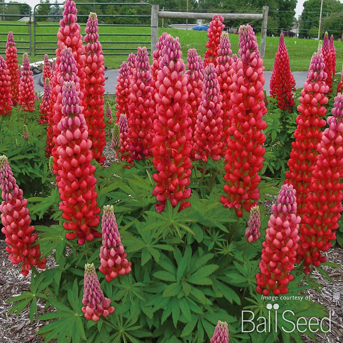 Lupinus Westcountry Red Rum 1gal Lupine CF – Cornell Farm
