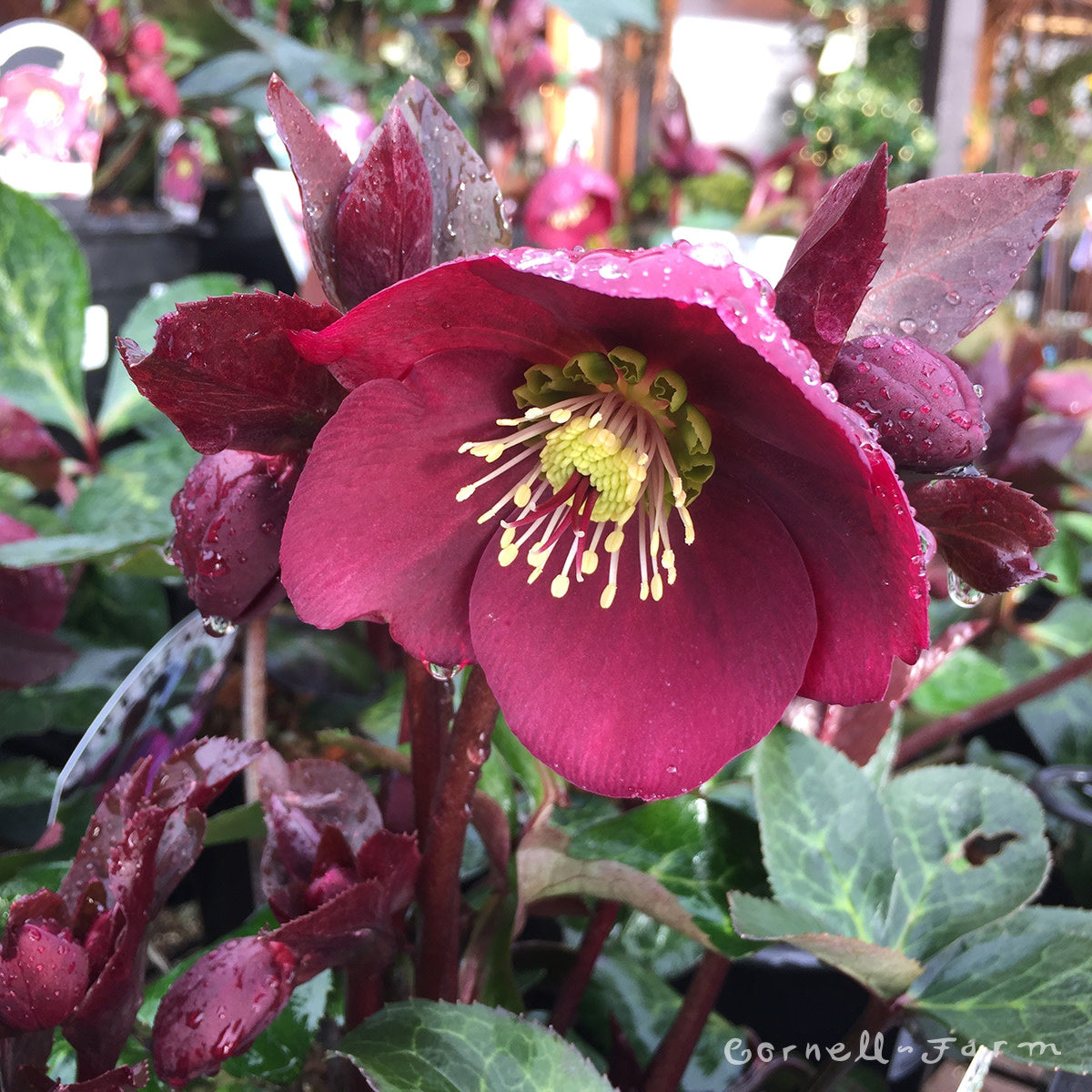 Helleborus Anna's Red 4 gal – Cornell Farm