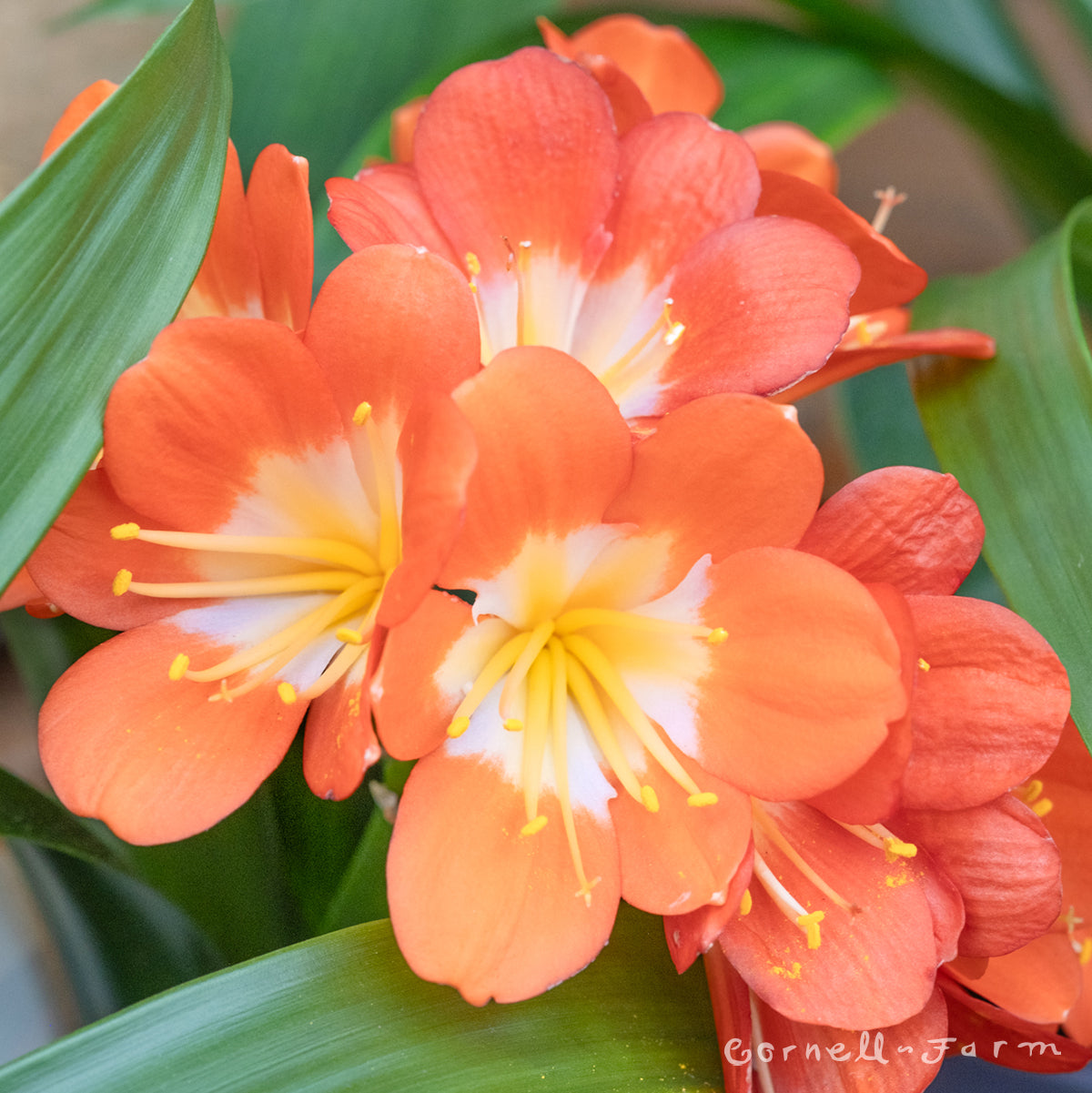 Clivia 6in – Cornell Farm