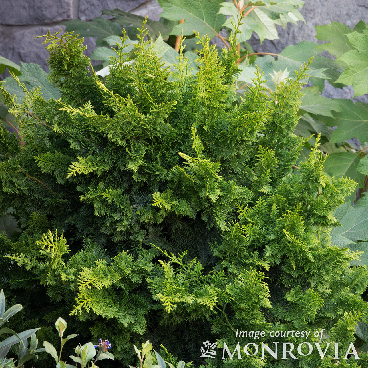 Chamaecyparis o. Filicoides Compacta 2in Hinoki Cypress – Cornell Farm