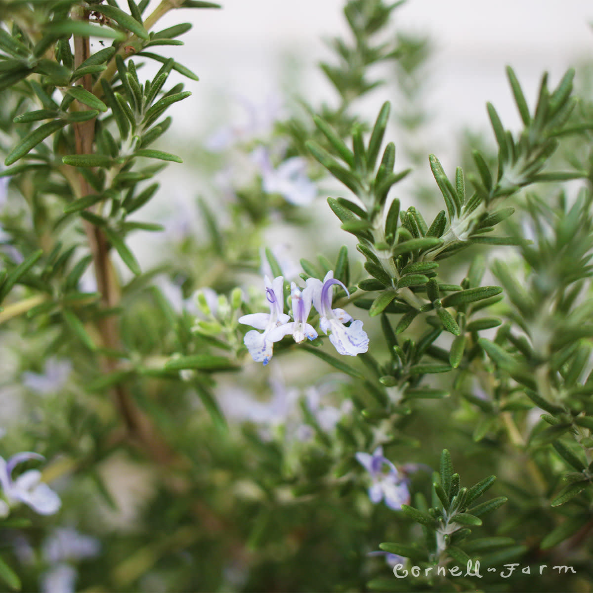 Rosmarinus prostratus 1gal Trailing Rosemary – Cornell Farm