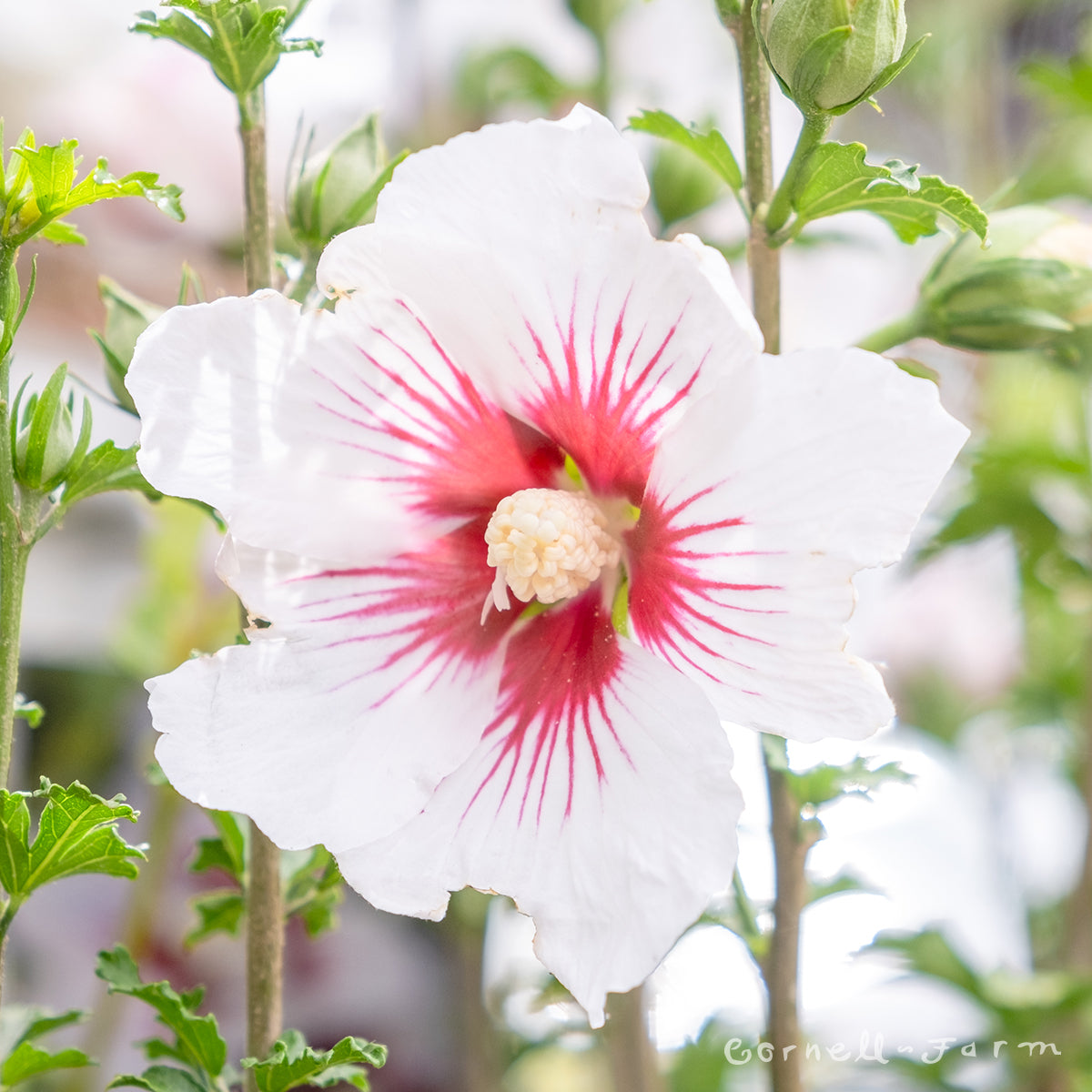 Hibiscus s. Chateau Chantilly 5gal Hardy Rose of Sharon – Cornell Farm