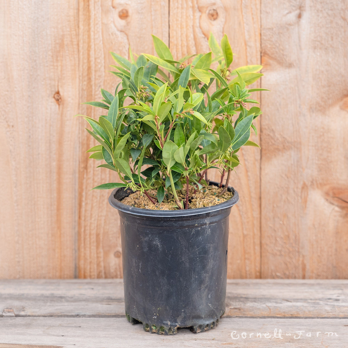 Sarcococca h. Fragrant Mountain 1gal Himalayan Sweetbox – Cornell Farm