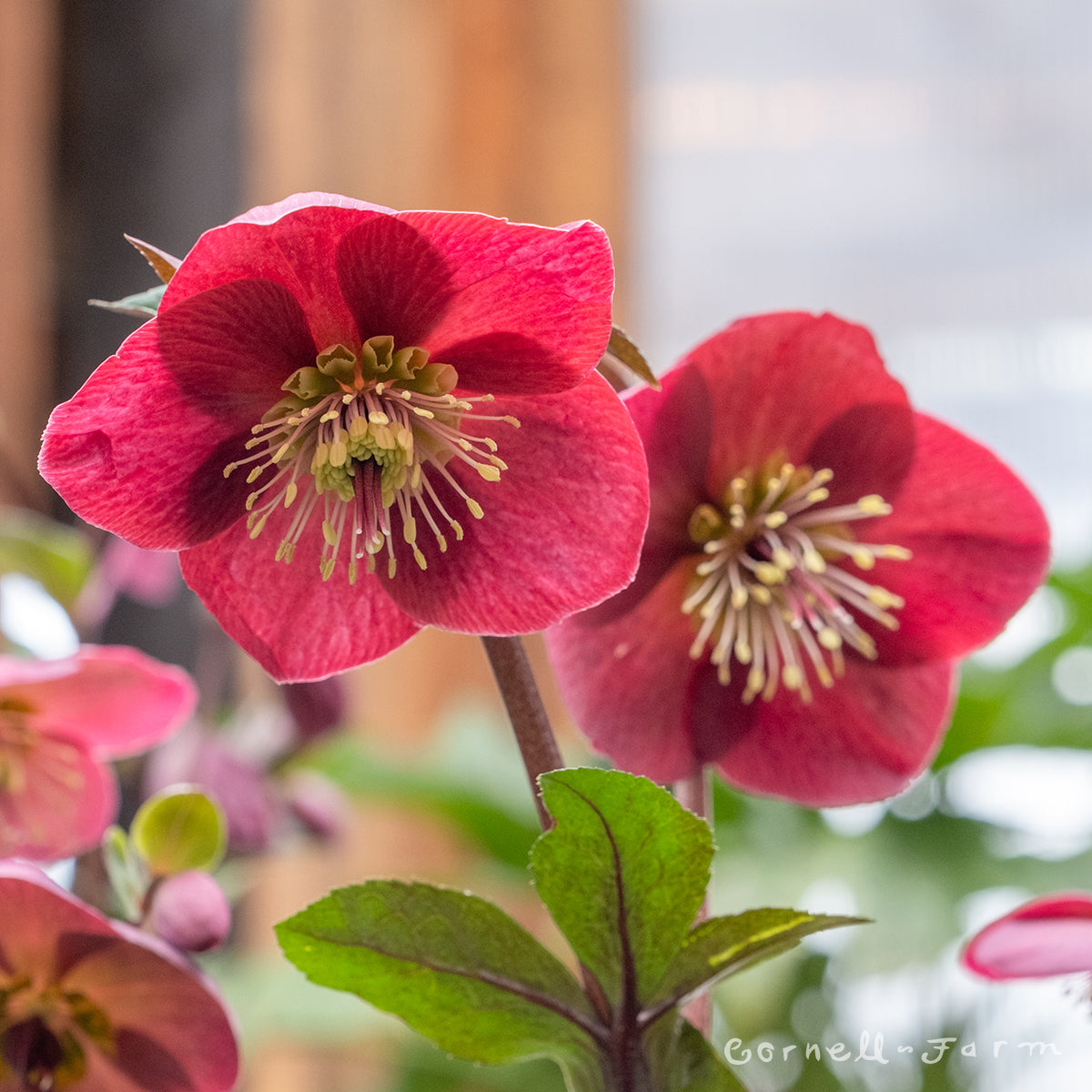 Helleborus Ice N' Roses Megan Marble 2gal HGC – Cornell Farm