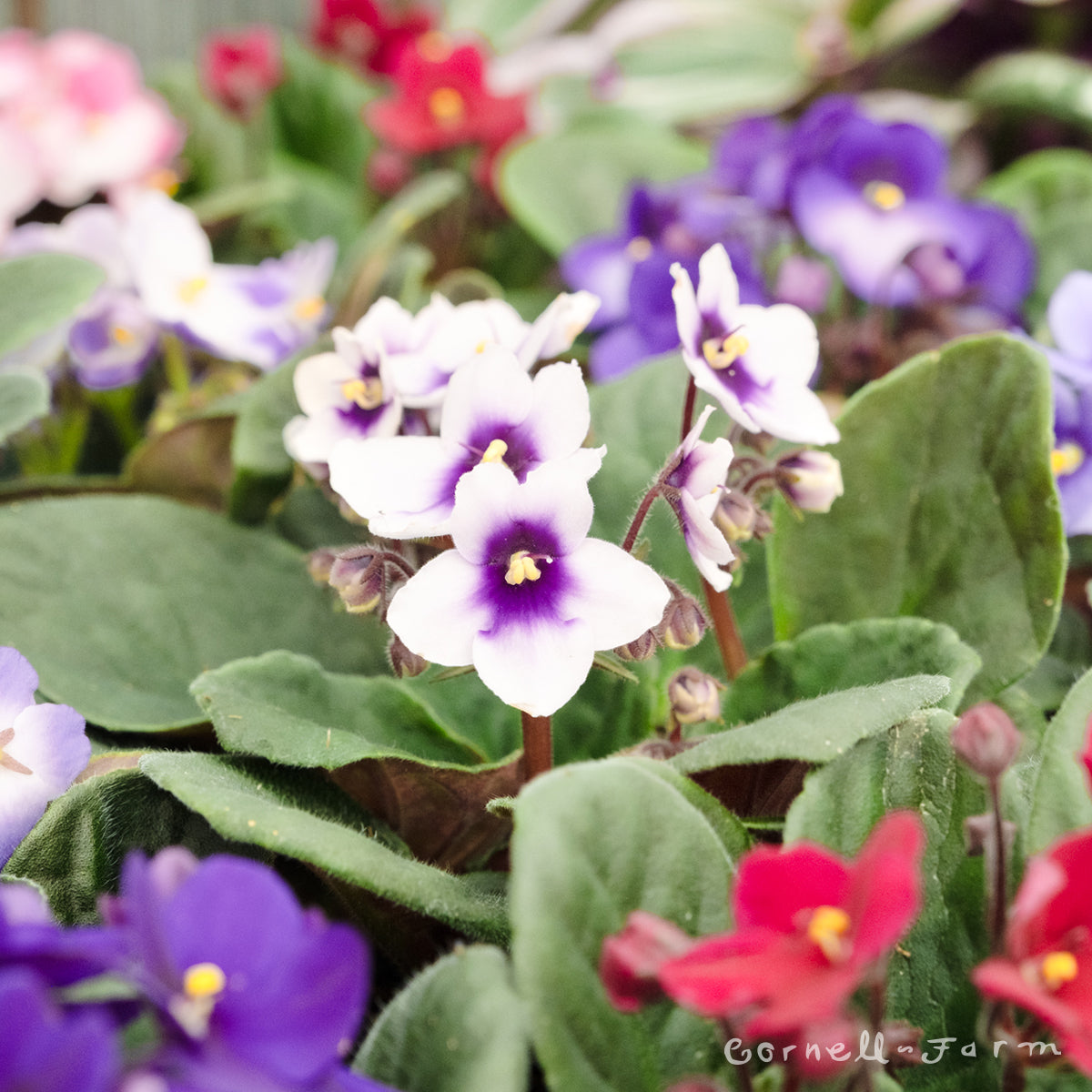 Streptocarpus 4in African Violet Assorted – Cornell Farm