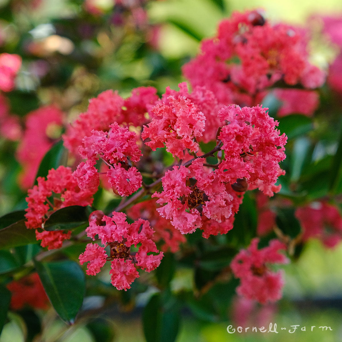 Lagerstroemia j. Dynamite 15gal Crape Myrtle Shrub Form – Cornell Farm