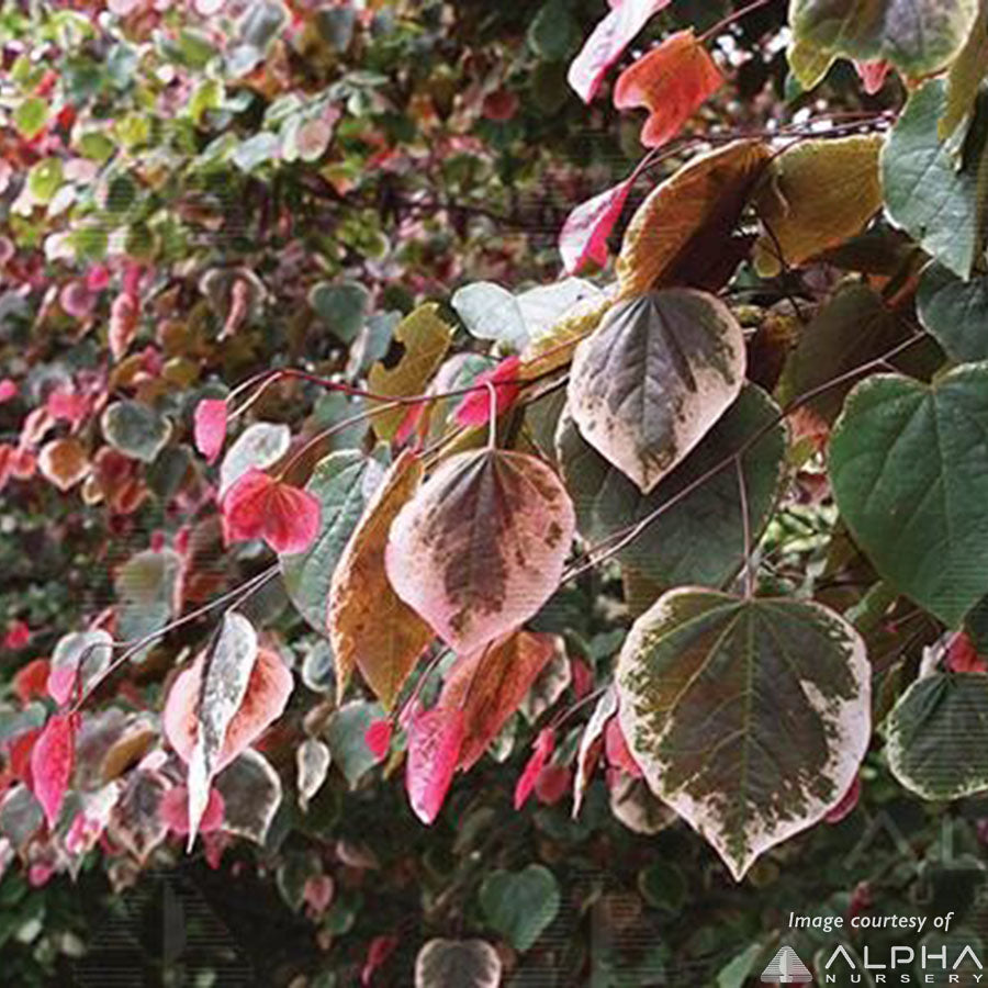 Cercis c. Carolina Sweetheart 15gal Redbud – Cornell Farm