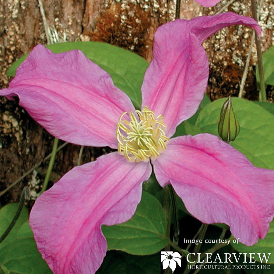 Clematis Inspiration 1gal deep pink – Cornell Farm
