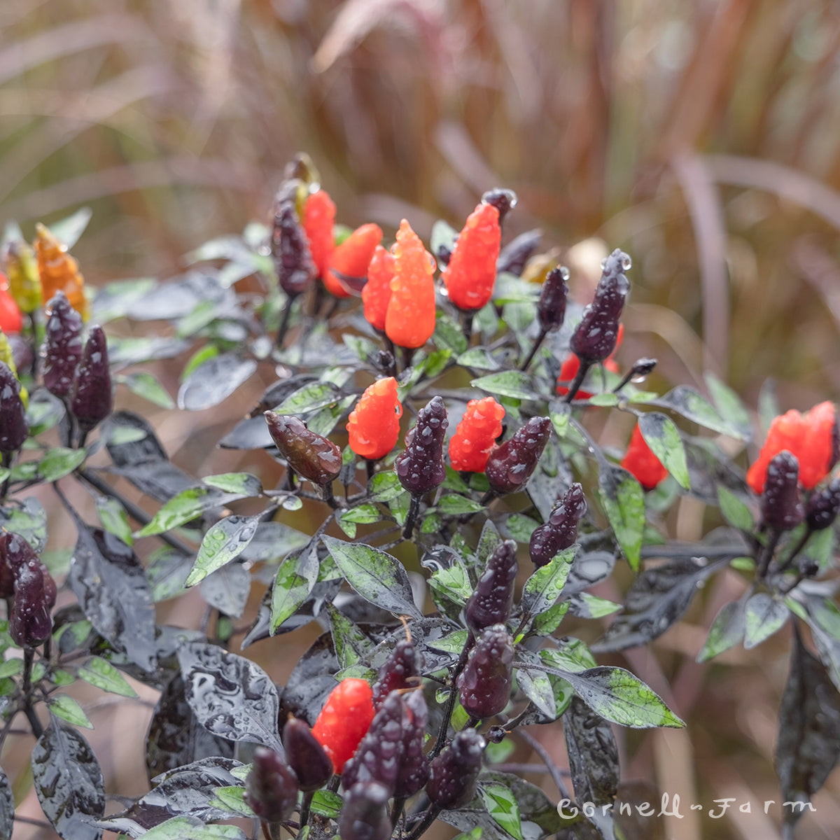 Capsicum Midnight Fire 6in Ornamental Pepper – Cornell Farm