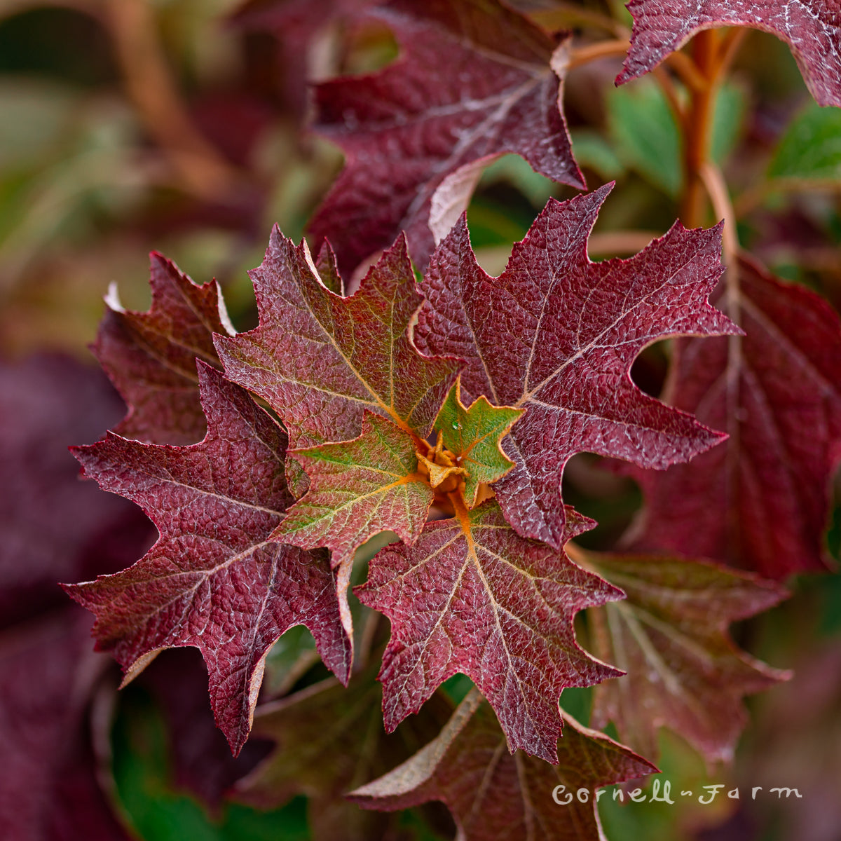 Hydrangea q. Pee Wee 3gal Oakleaf – Cornell Farm
